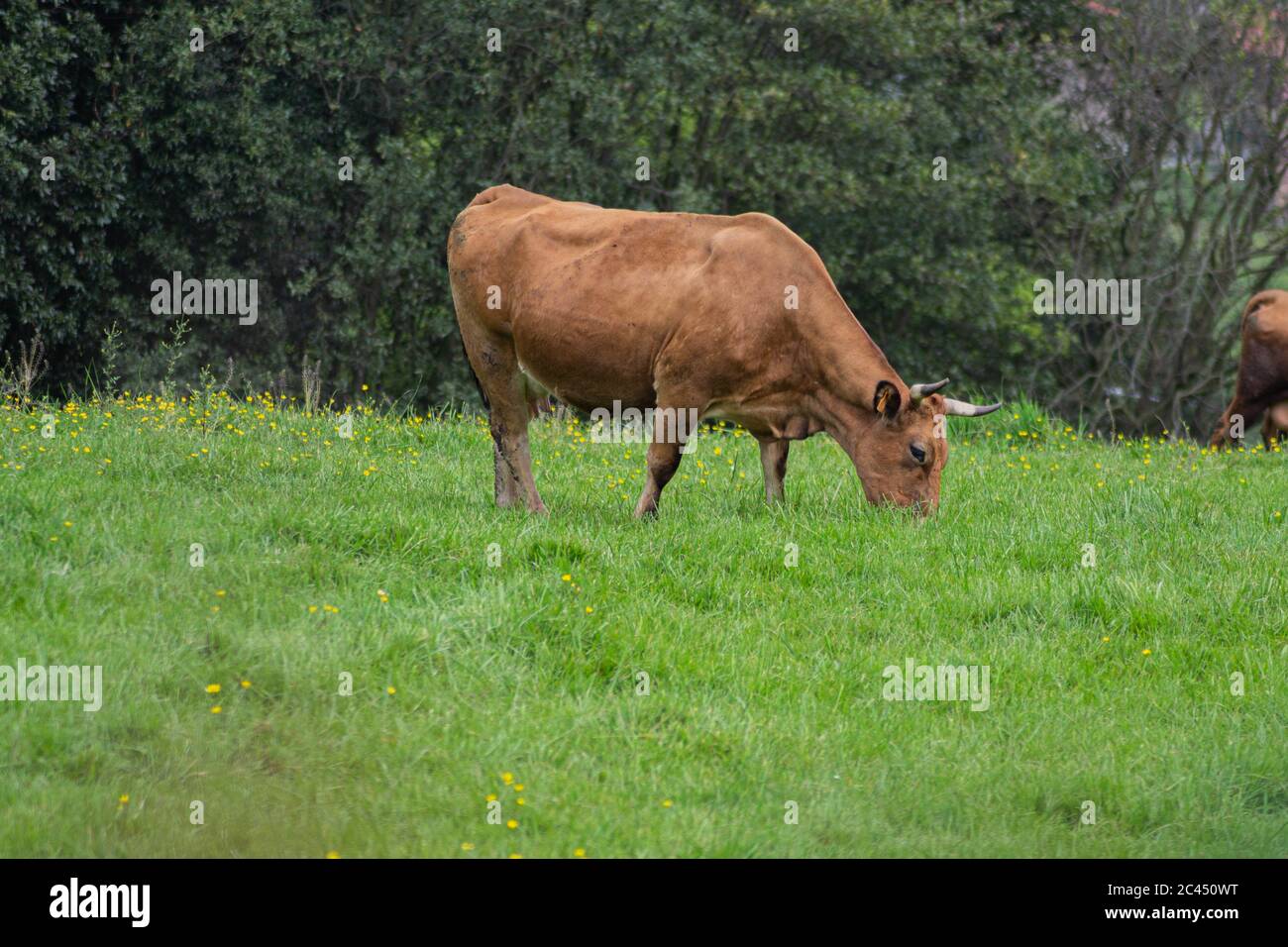 Closeup shot of a brown cow eating grass with trees on the background ...