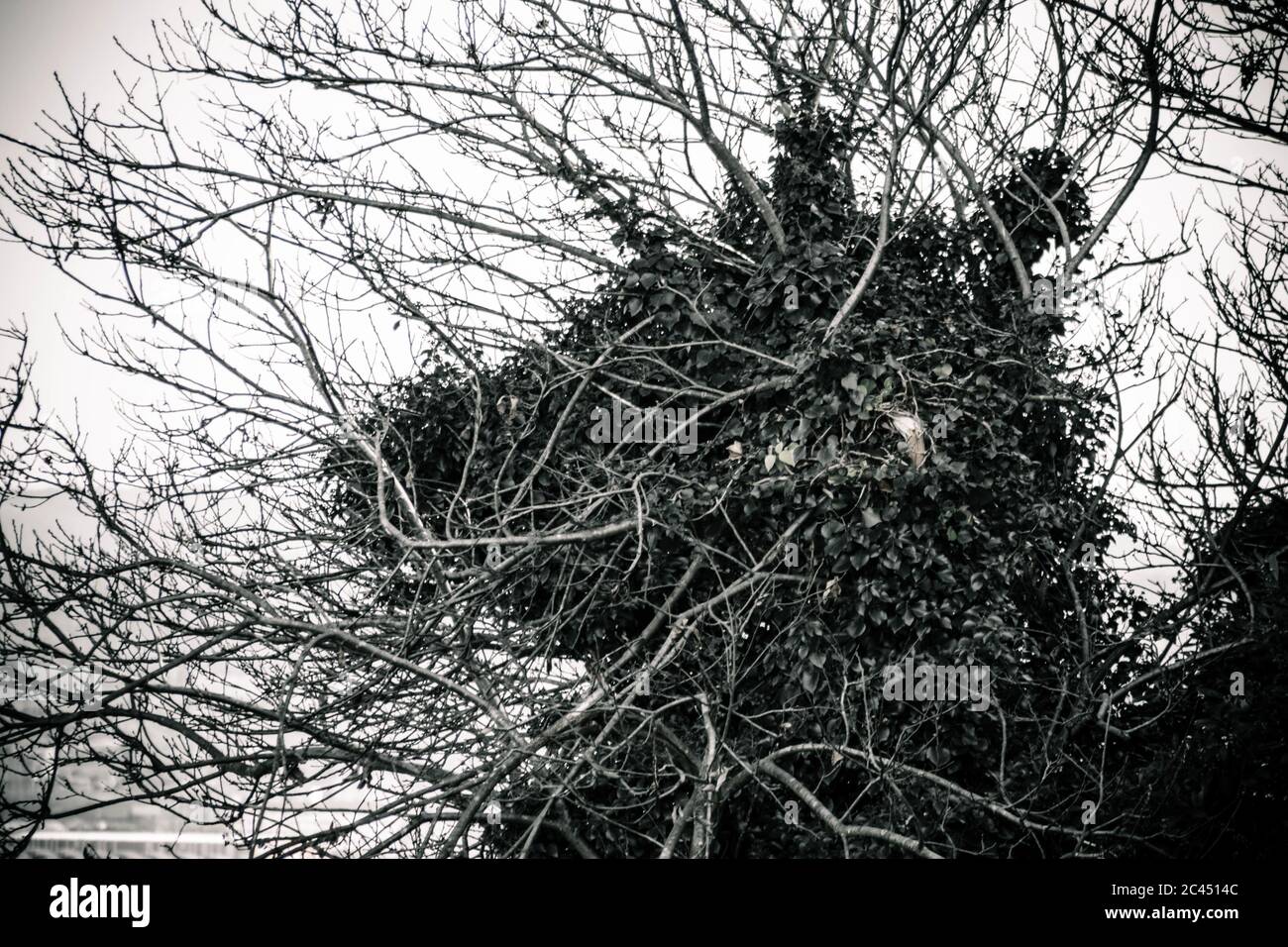 Greyscale closeup shot of tree branches with greenery on the background ...