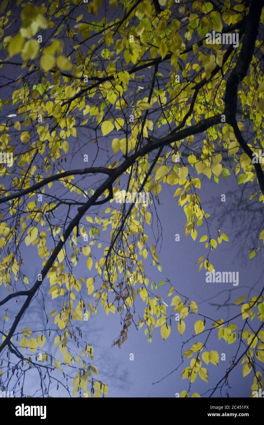 Tree at night Stock Photo - Alamy