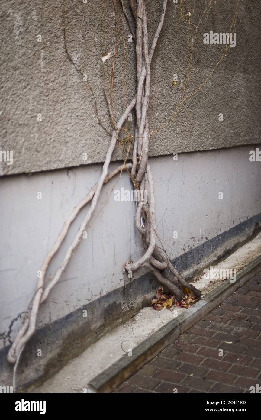 Roots on a house wall Stock Photo - Alamy