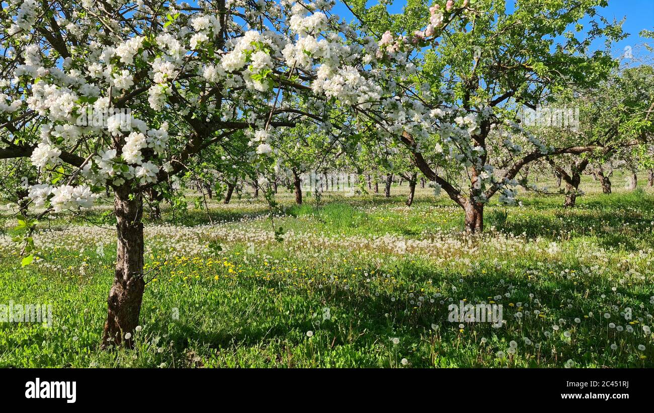 Blooming Apple Orchard in Spring Stock Photo - Alamy