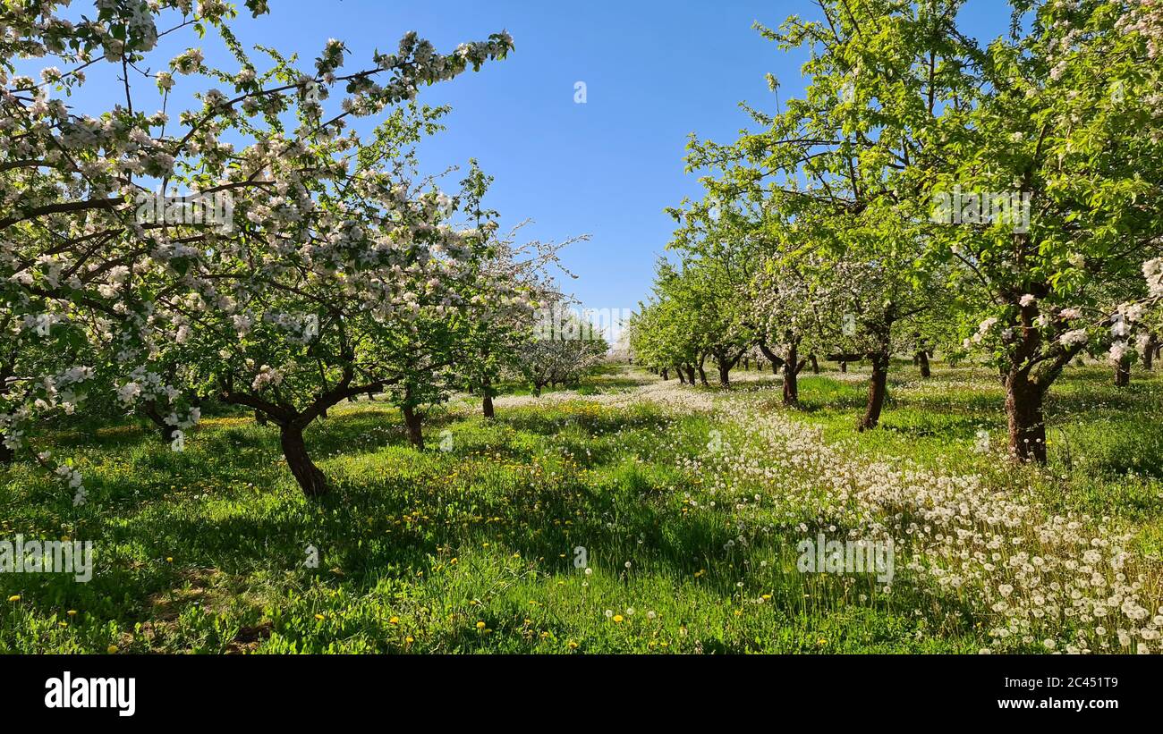 Blooming Apple Orchard in Spring Stock Photo - Alamy