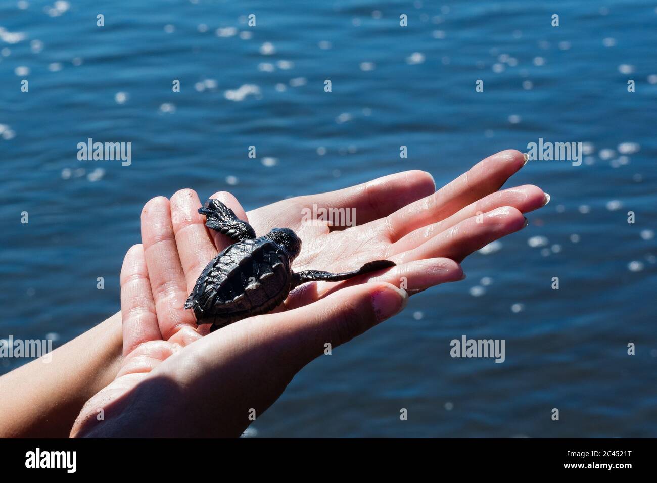 Closeup of a baby tortoise in female hands against a shining ocean ...