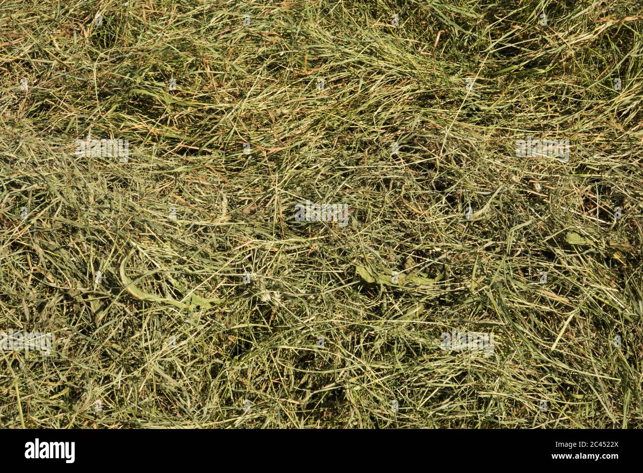Drying hay hi-res stock photography and images - Alamy