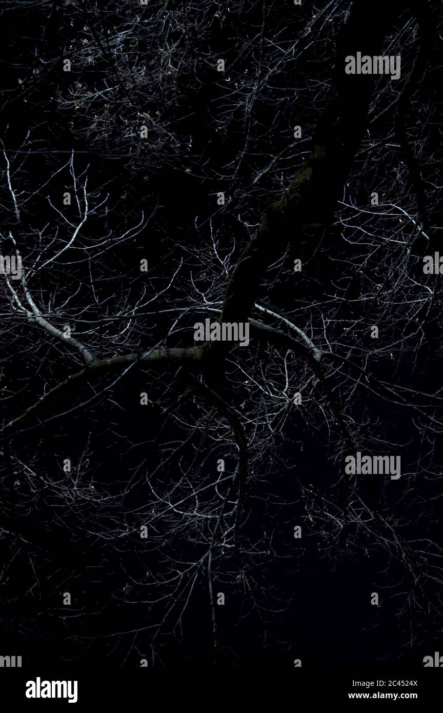 Tree at night Stock Photo - Alamy