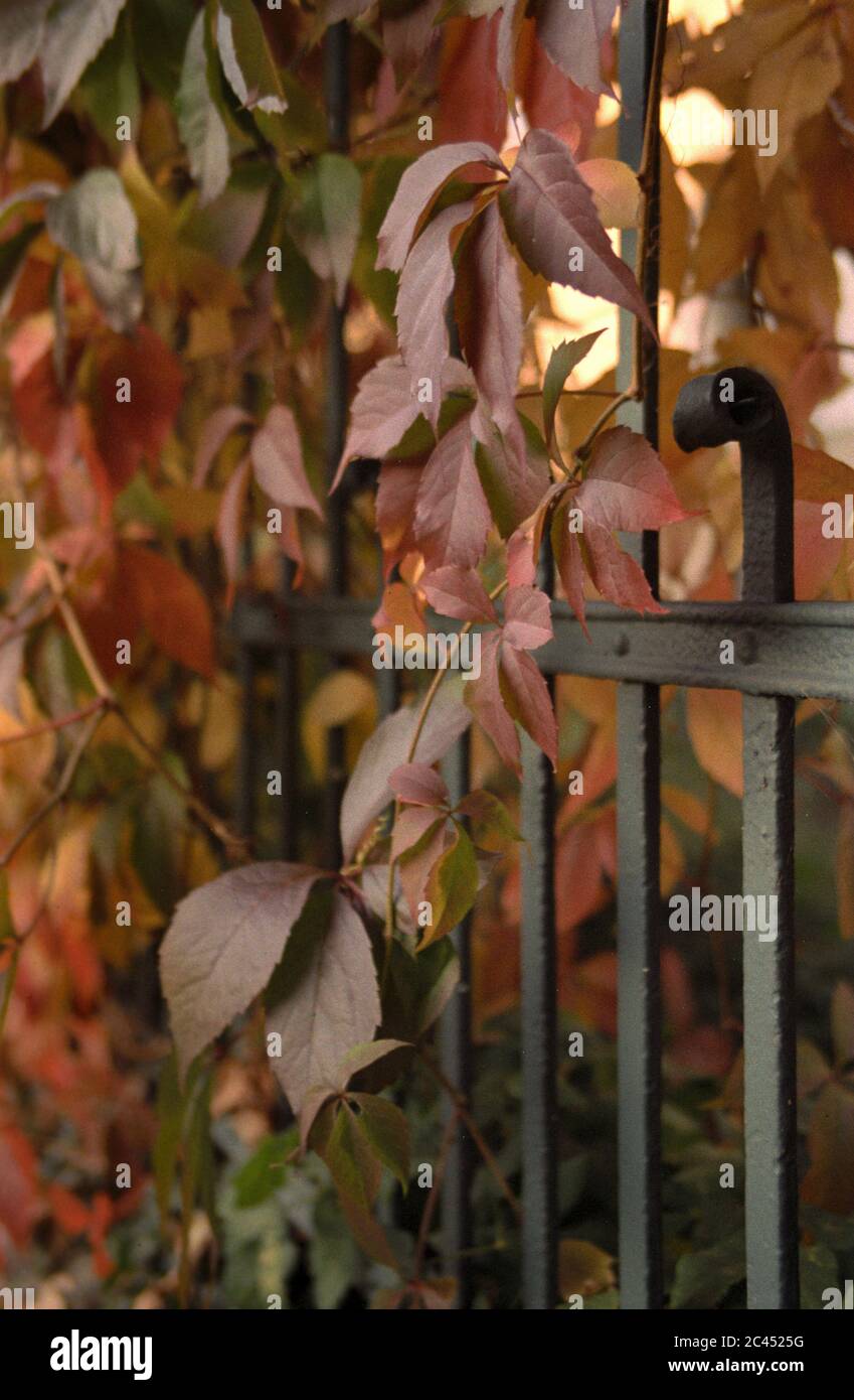 Leaves behind a fence Stock Photo - Alamy