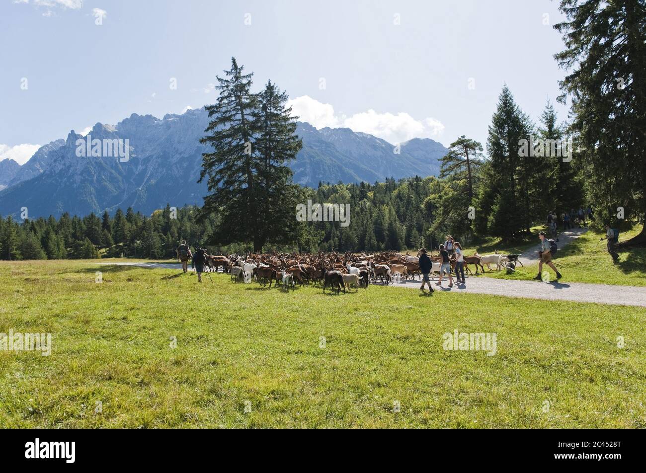 Almabtrieb, Mittenwald, Upper Bavaria, Germany Stock Photo - Alamy