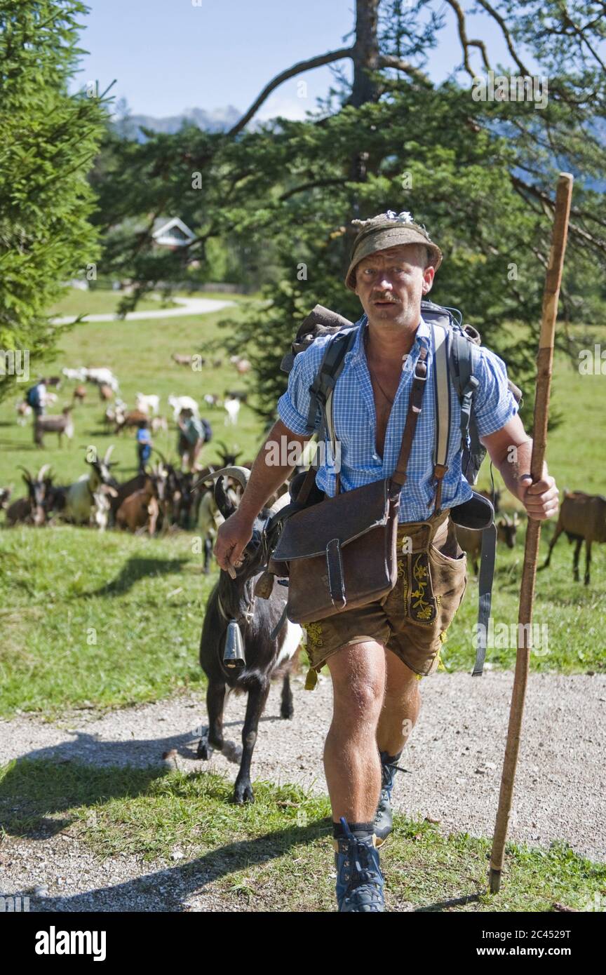 Almabtrieb, Mittenwald, Upper Bavaria, Germany Stock Photo - Alamy