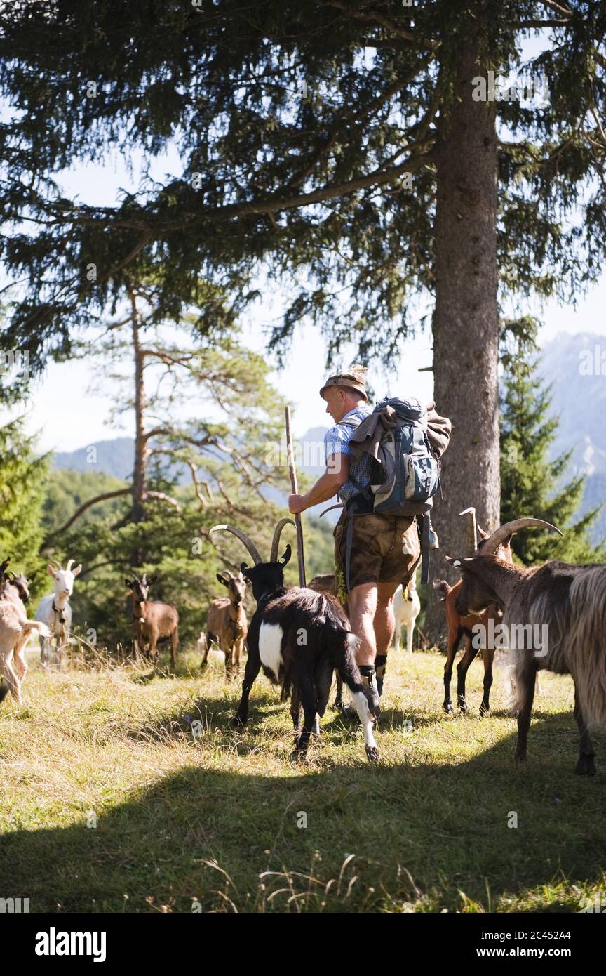 Almabtrieb, Mittenwald, Upper Bavaria, Germany Stock Photo - Alamy