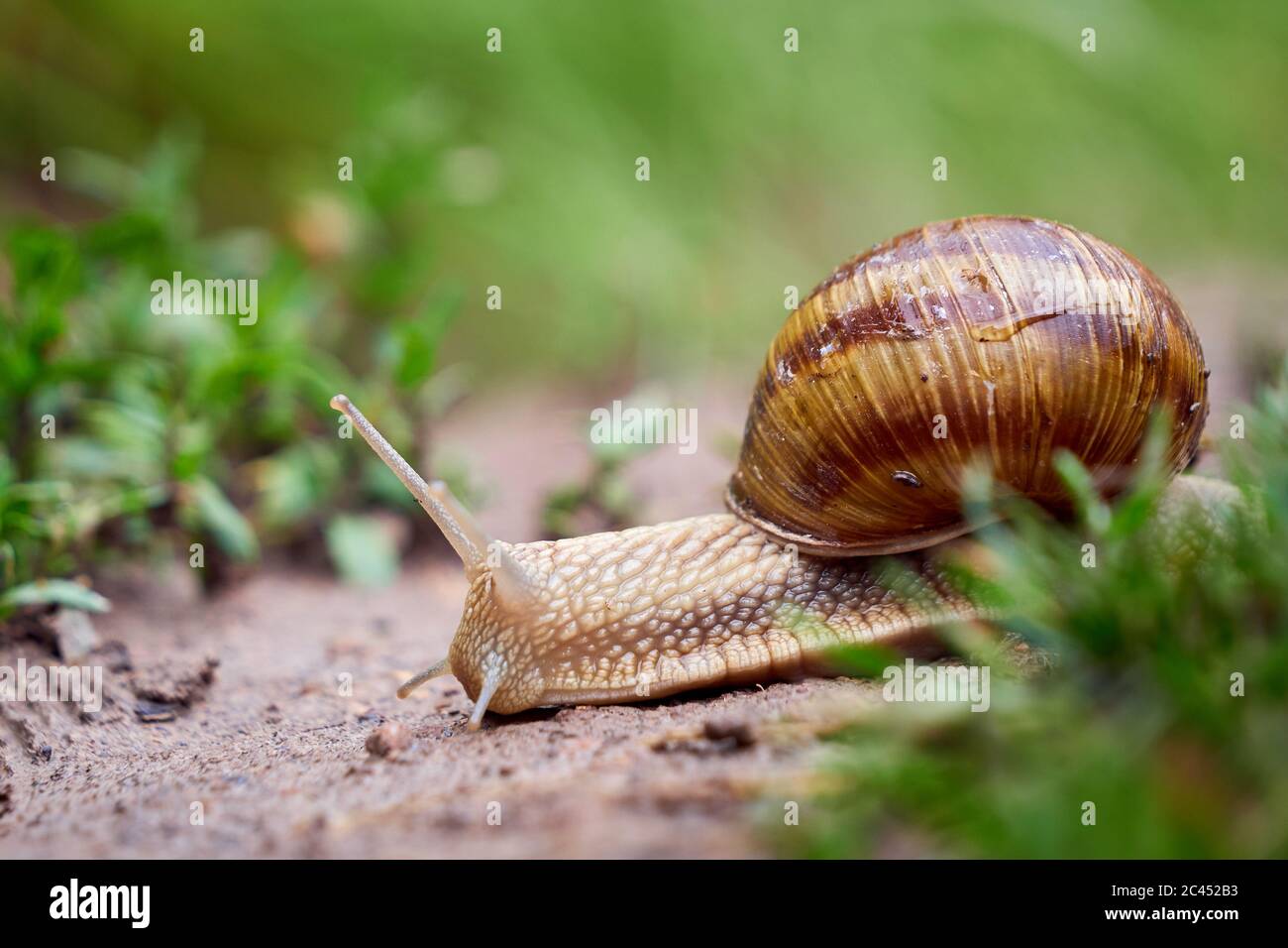 Snail crawling on soil after rain Stock Photo - Alamy