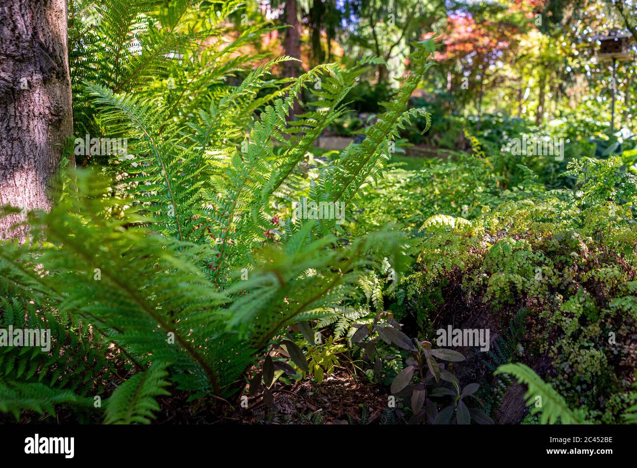 Ferns texture hi-res stock photography and images - Alamy