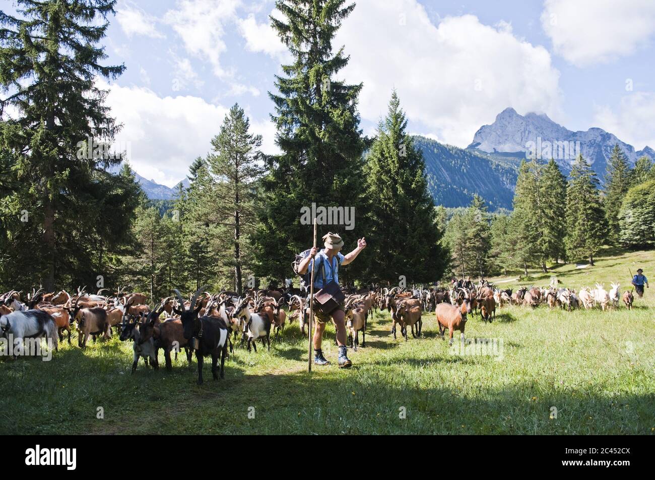 Almabtrieb, Mittenwald, Upper Bavaria, Germany Stock Photo - Alamy