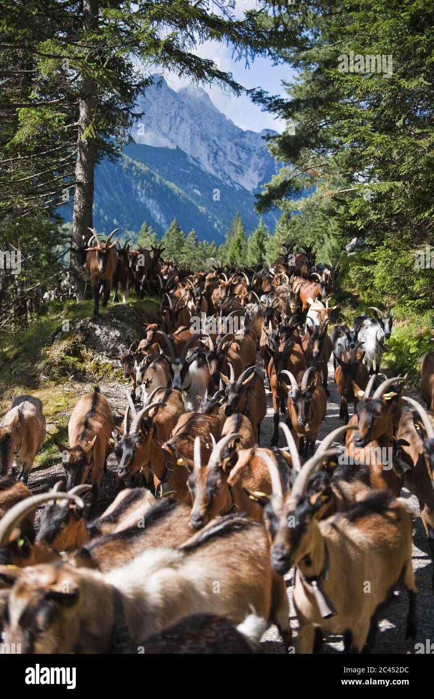 Almabtrieb, Mittenwald, Upper Bavaria, Germany Stock Photo - Alamy