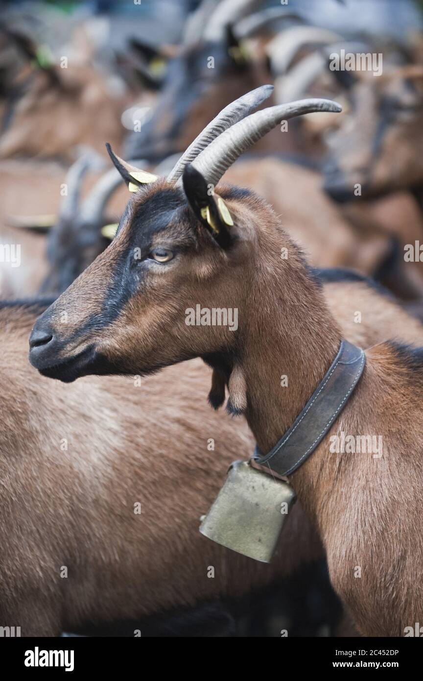 Almabtrieb, Mittenwald, Upper Bavaria, Germany Stock Photo - Alamy