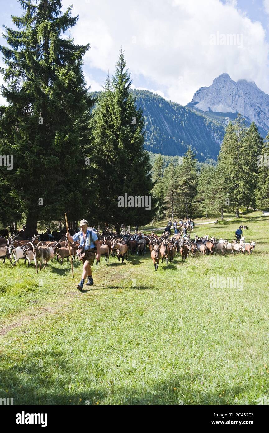 Almabtrieb, Mittenwald, Upper Bavaria, Germany Stock Photo - Alamy