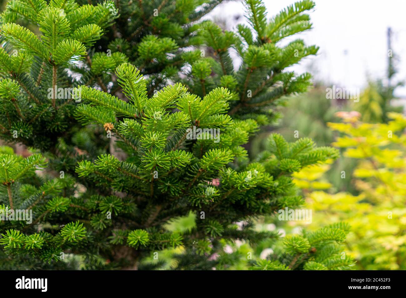 Silver spruce twig hi-res stock photography and images - Alamy