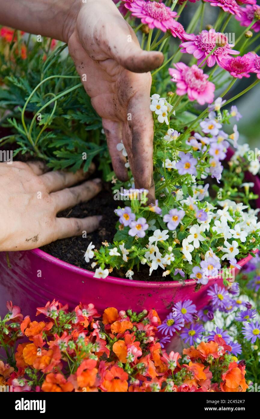 Woman plants flowers in a flower pot Stock Photo - Alamy
