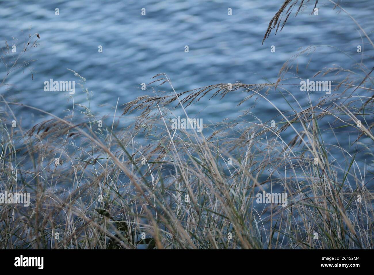 Landscape stream reeds along hi-res stock photography and images - Alamy