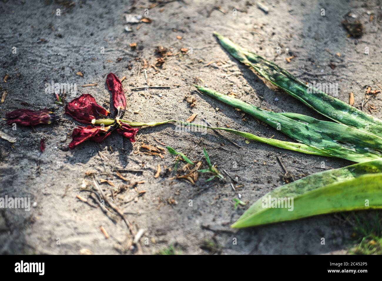 Trampled Flower High Resolution Stock Photography and Images - Alamy