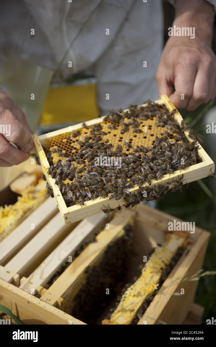 Beekeeper takes a honeycomb from a beehive Stock Photo - Alamy