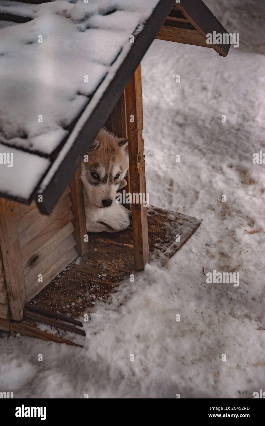 Dog with an intense stare resting in the house Stock Photo - Alamy