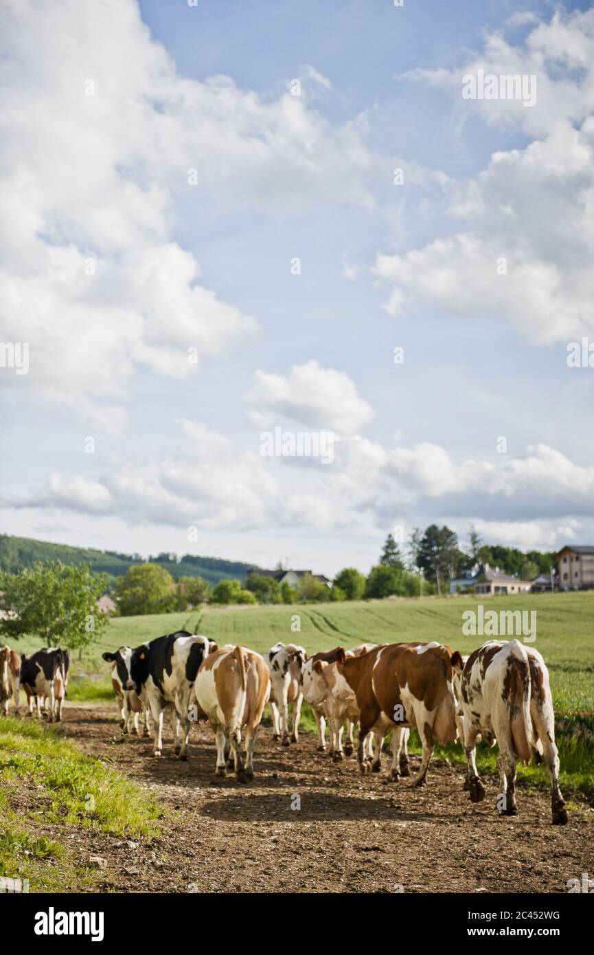 Cows walk hi-res stock photography and images - Alamy