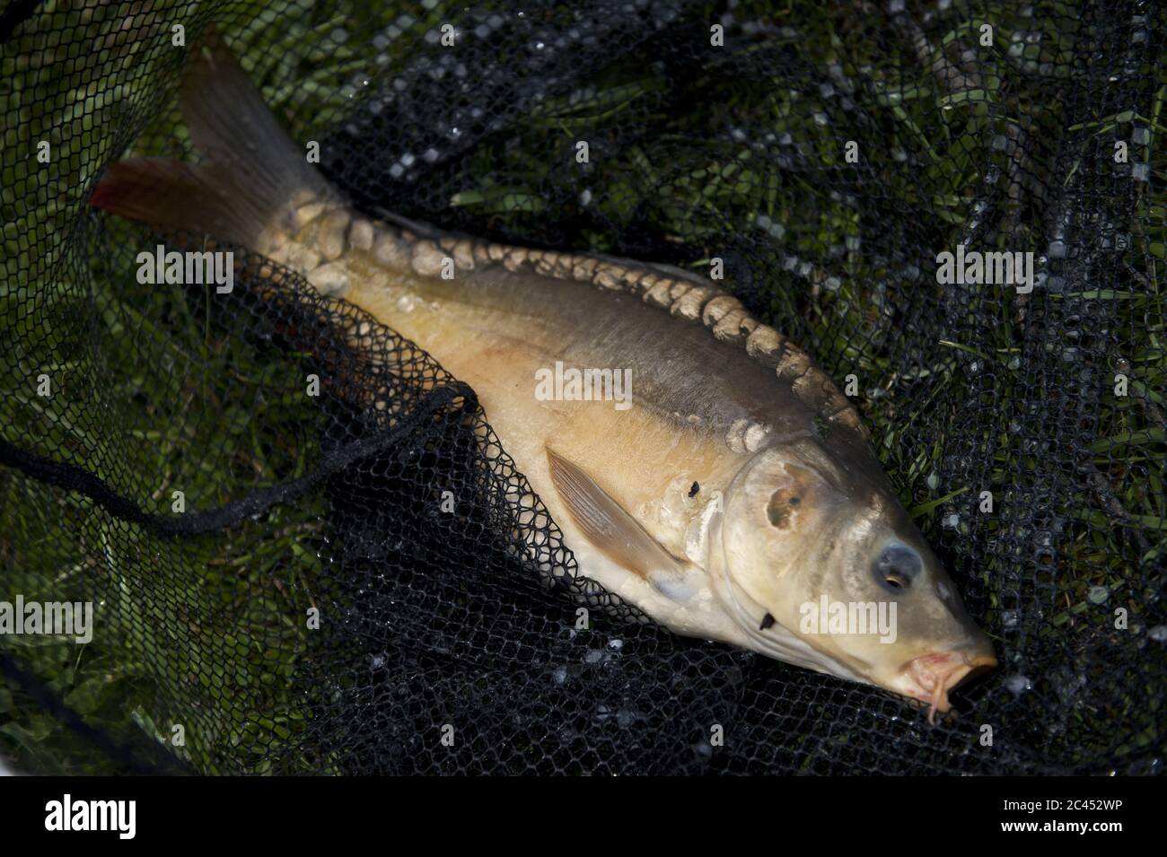 Carp in the fishing net Stock Photo - Alamy