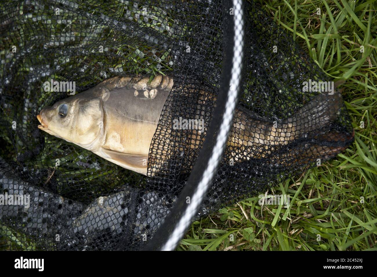 Carp in the fishing net Stock Photo - Alamy