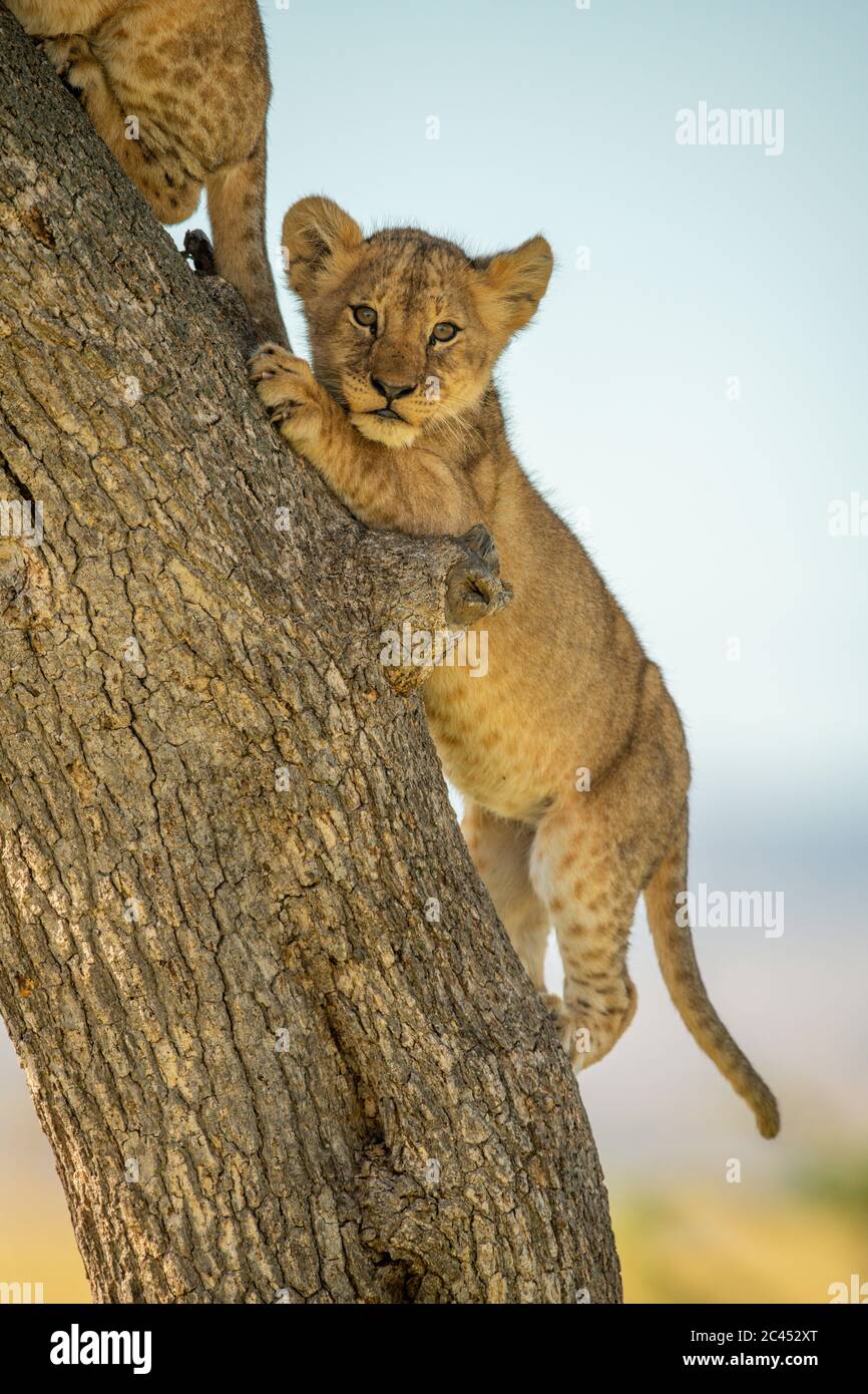 Lion cub behind tree hi-res stock photography and images - Alamy