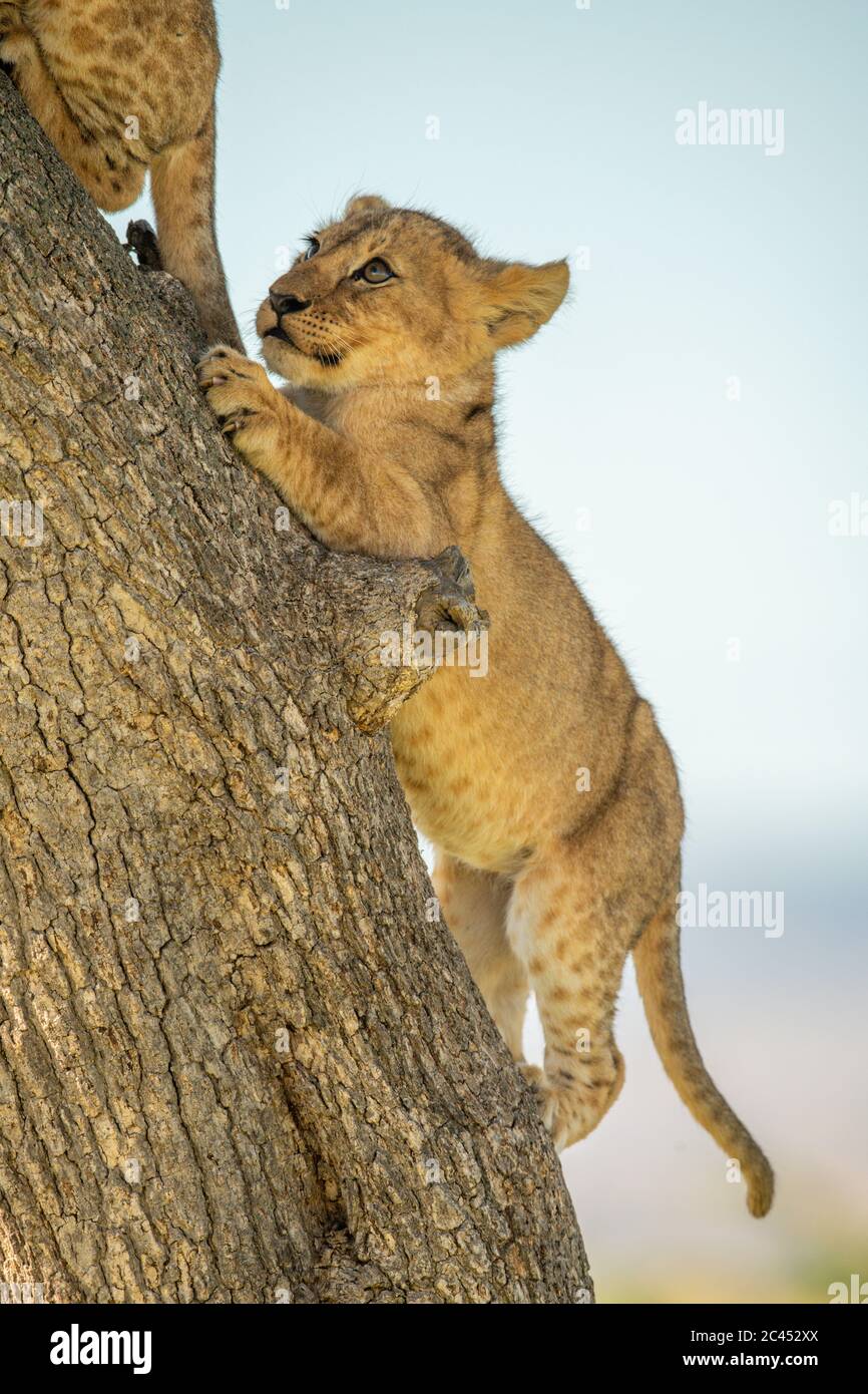 Lion cub climbing tree hi-res stock photography and images - Alamy