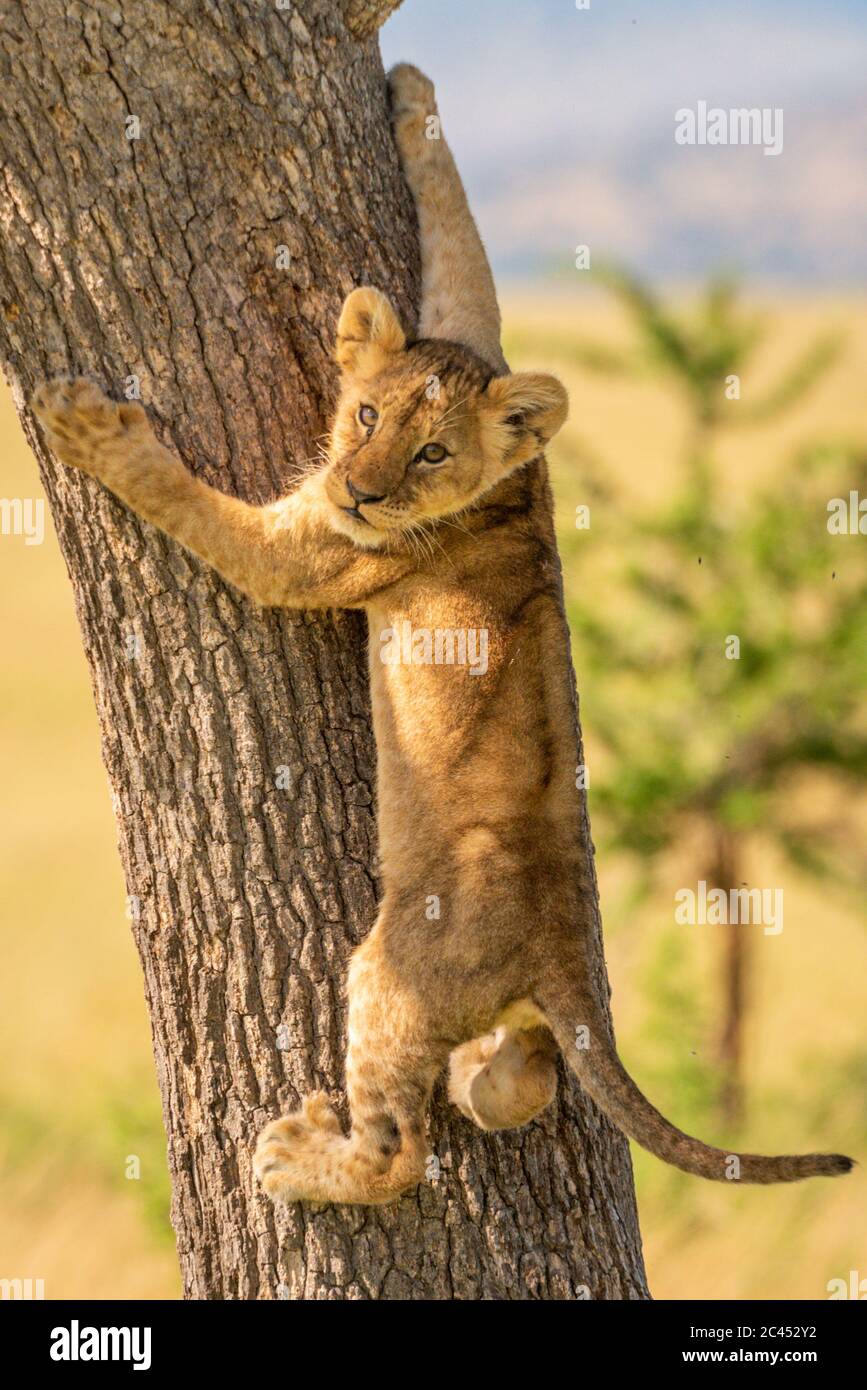 Lion cub climbing tree turns to camera Stock Photo - Alamy
