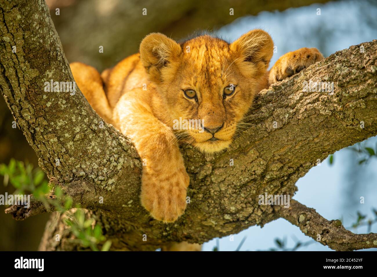 Lion cub lies on branch looking down Stock Photo - Alamy