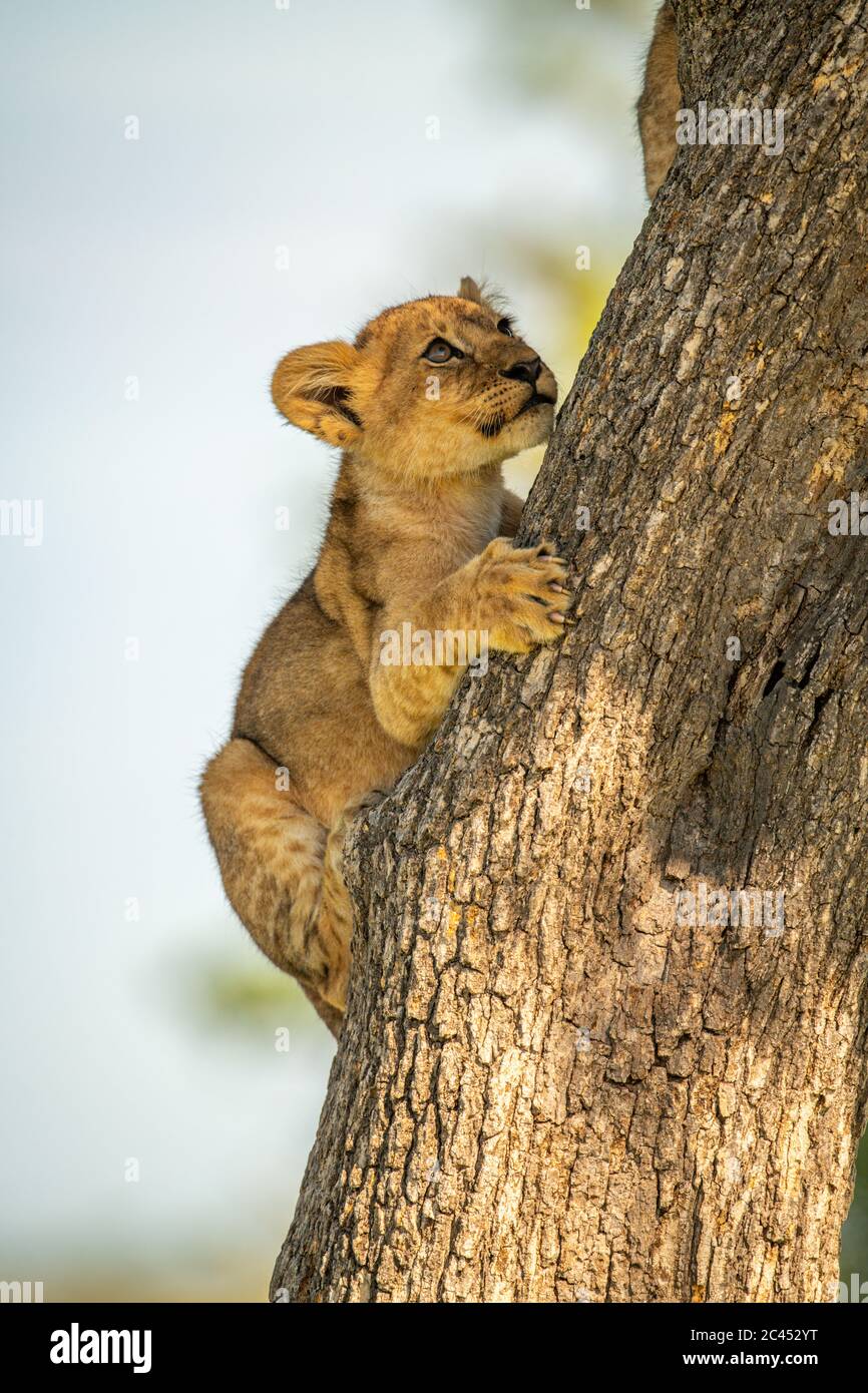 Lion cub on tree trunk looking up Stock Photo - Alamy