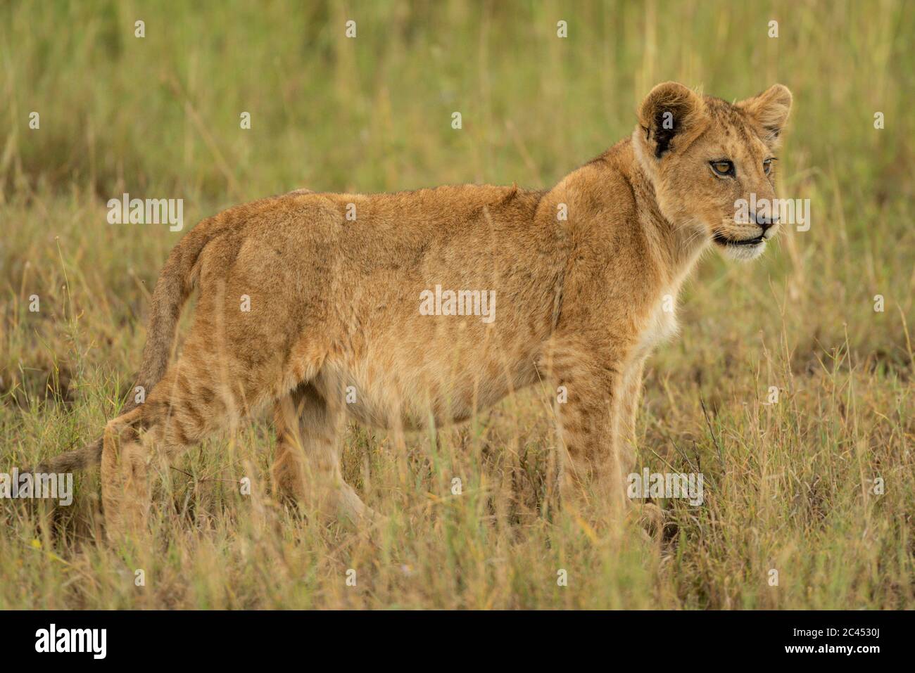 Lion cub stands in grass in profile Stock Photo - Alamy