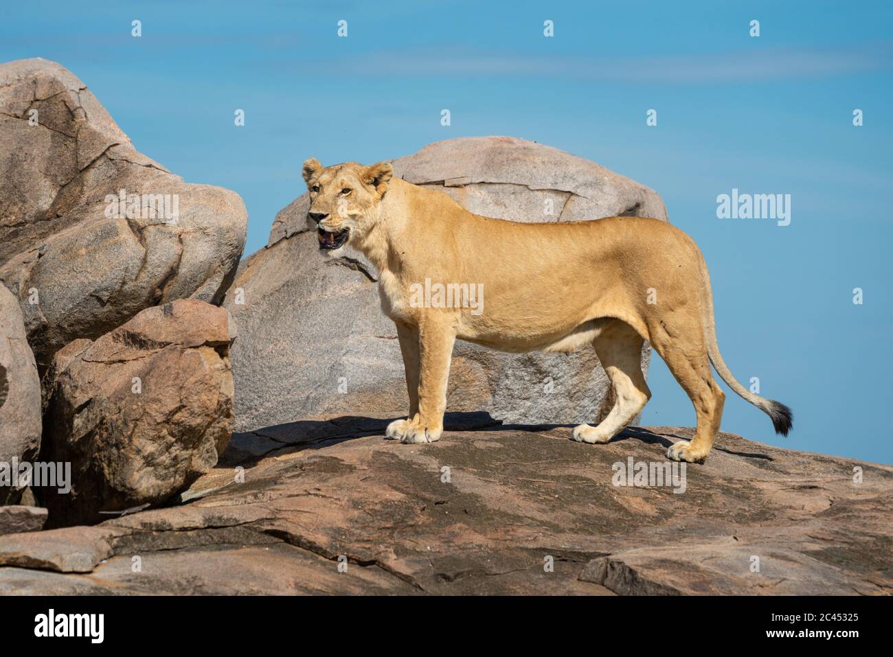 Lioness stands on rock with open mouth Stock Photo - Alamy