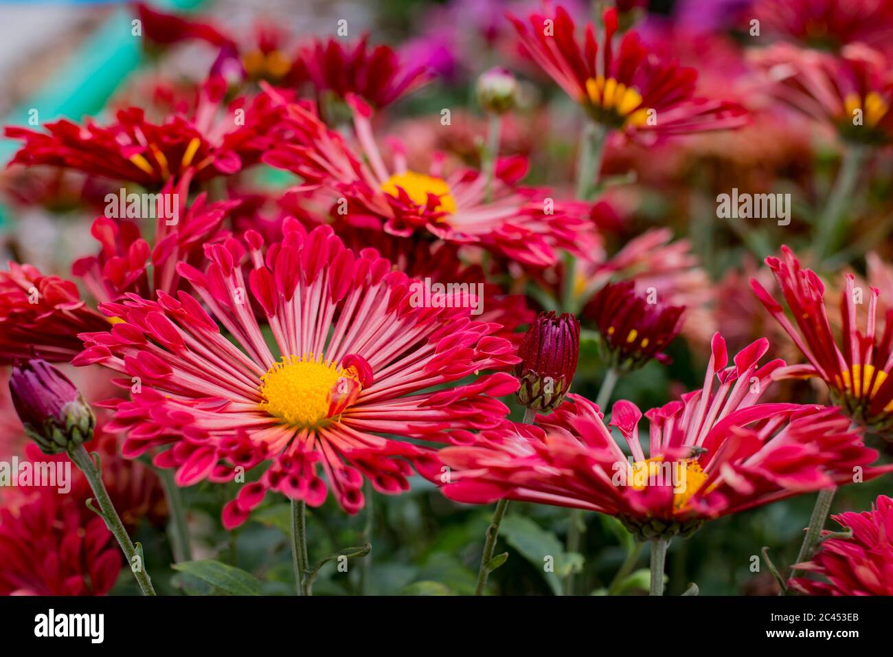 Bright red flowers in the garden Stock Photo - Alamy