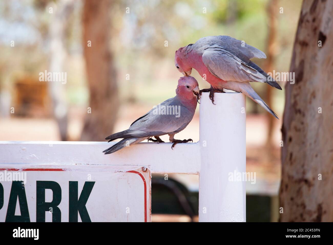 Two birds perch on a sign Stock Photo - Alamy