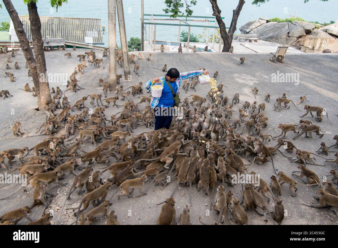Monkeys near the temple hi-res stock photography and images - Alamy