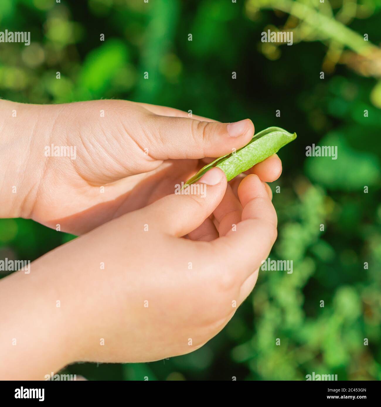 Pea pod child hi-res stock photography and images - Alamy