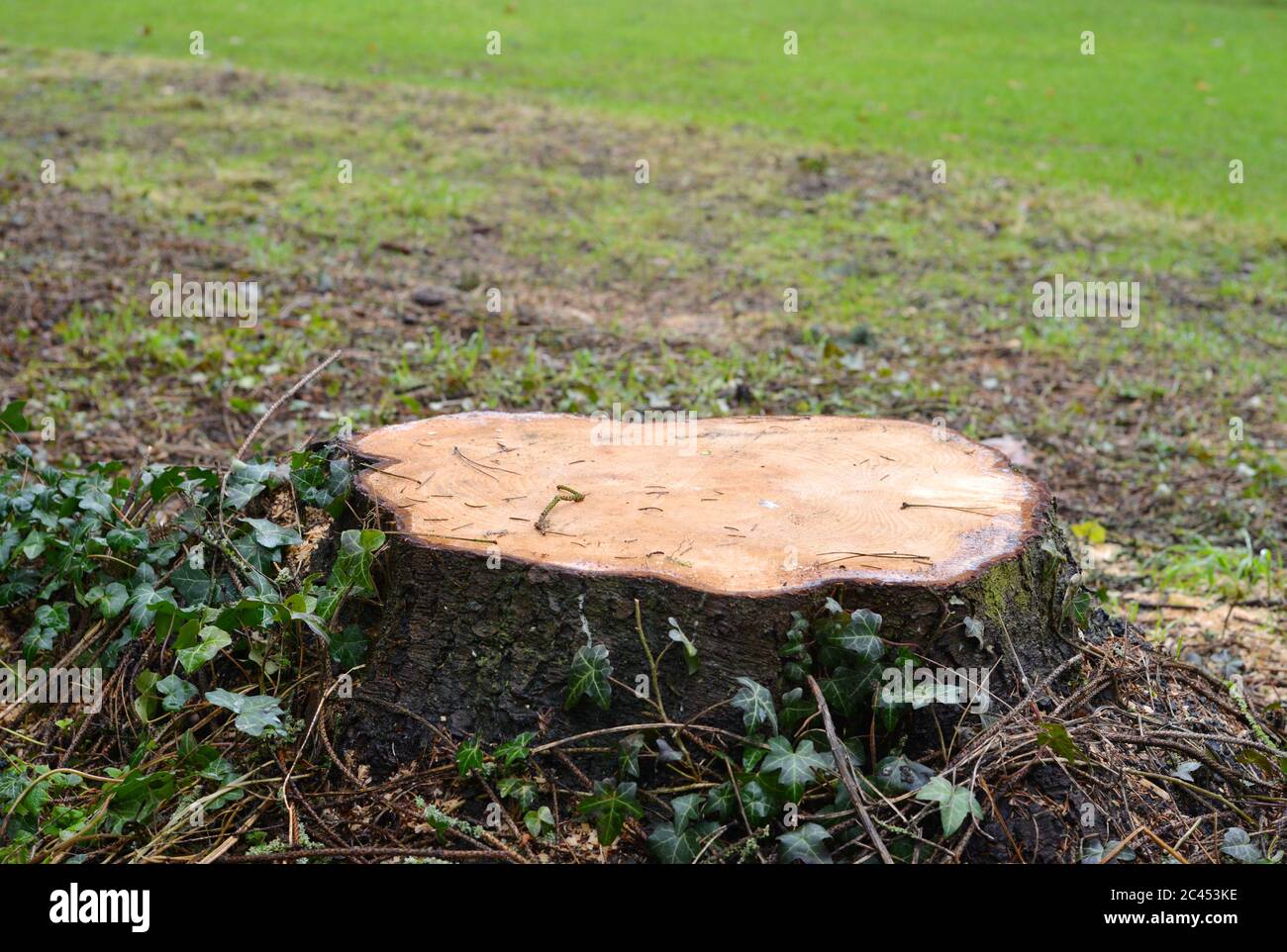 Trunk of an cutted tree Stock Photo - Alamy