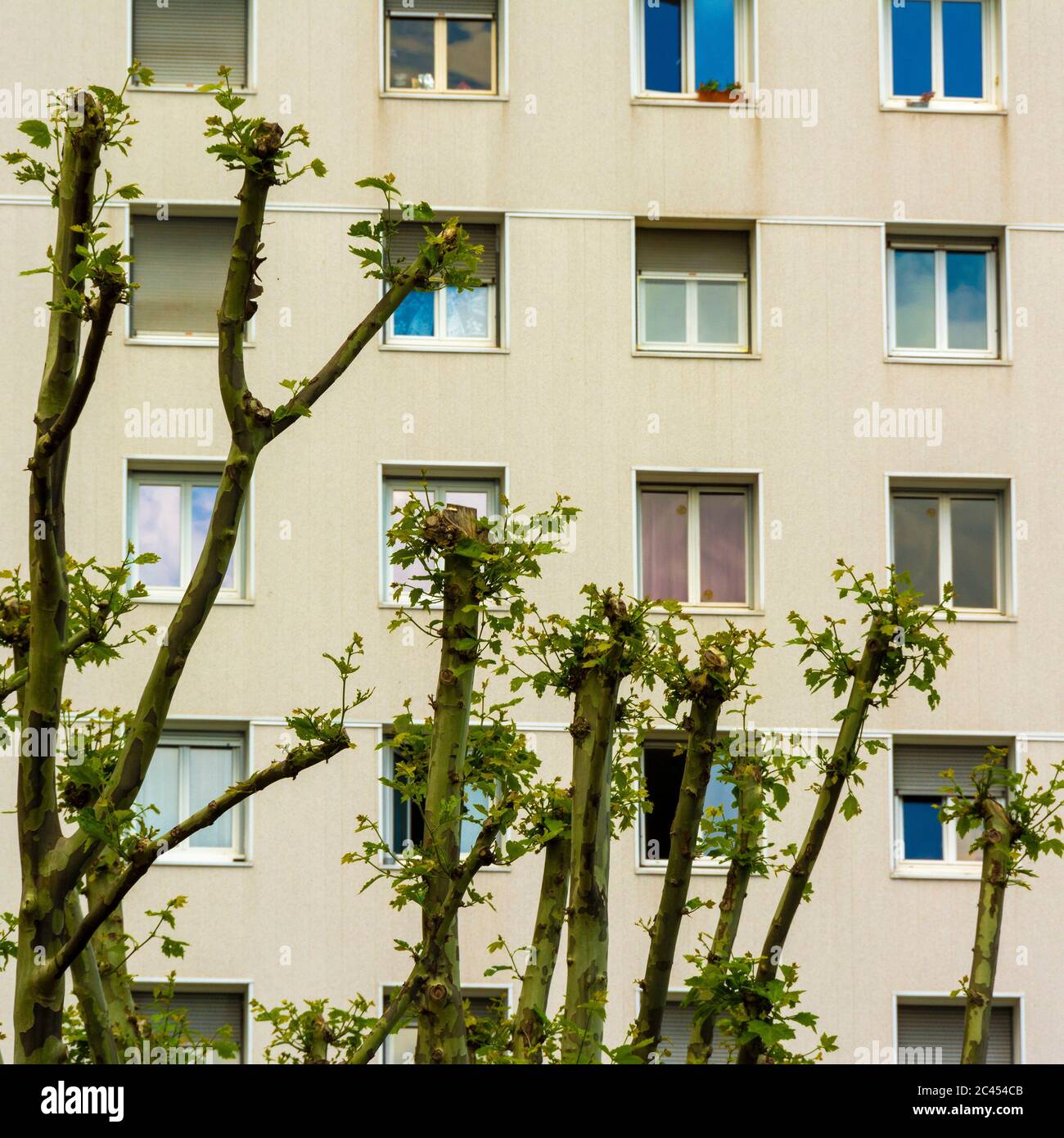 Trees with branches cut in front of a building Stock Photo - Alamy