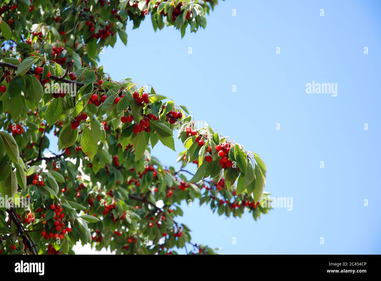Kirschbaumzweig hi-res stock photography and images - Alamy