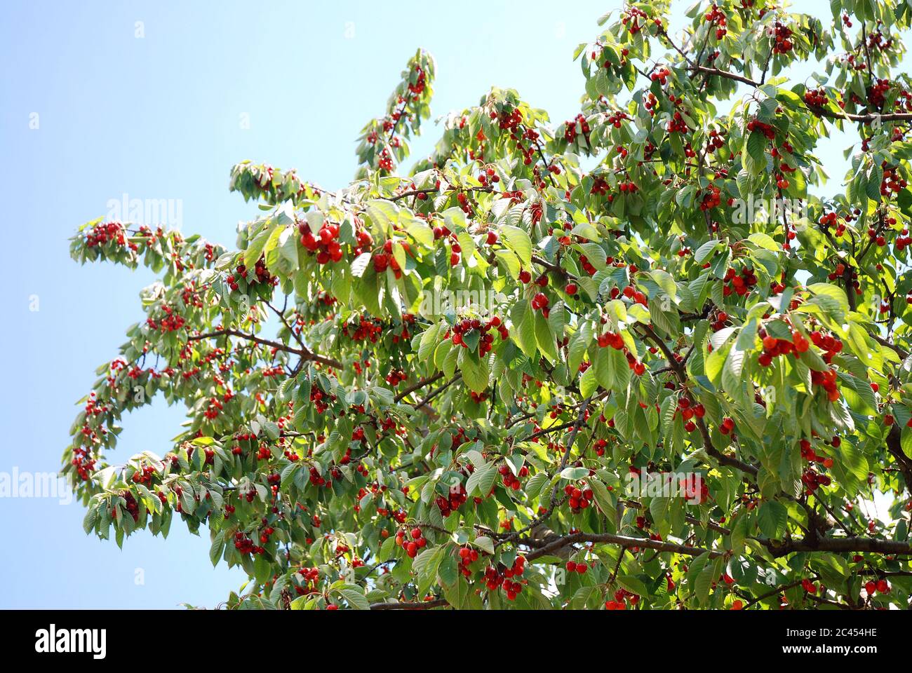 cherry tree in the summer Stock Photo - Alamy