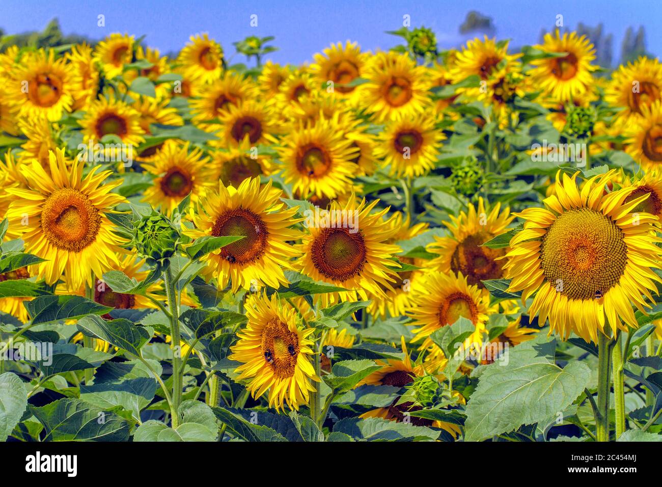 SUNFLOWERS yellow flowers Stock Photo - Alamy