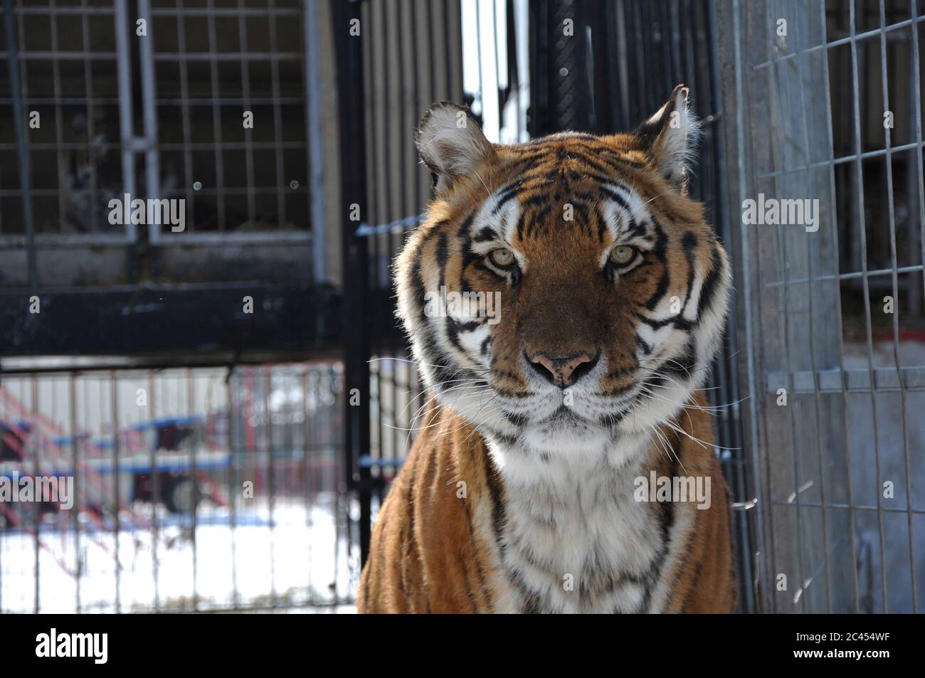 Tiger in a circus Stock Photo - Alamy