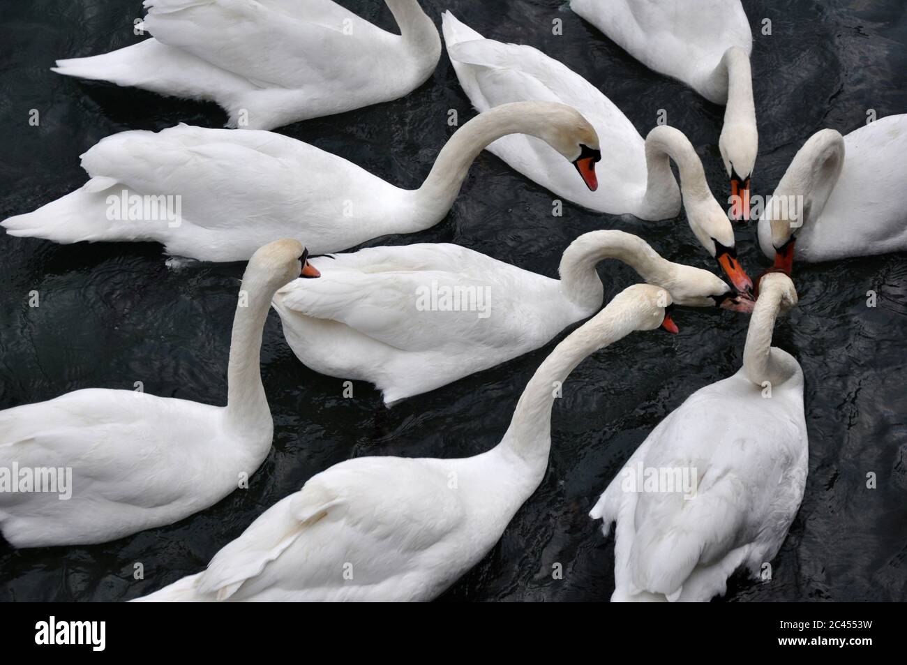Group of swans on the water Stock Photo - Alamy