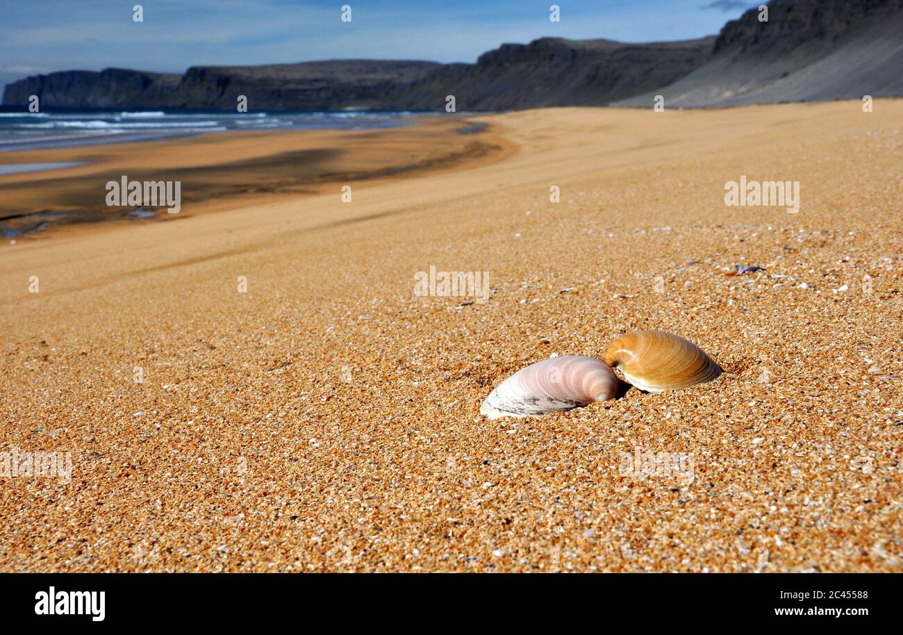 Seashells on the beach, Iceland Stock Photo - Alamy