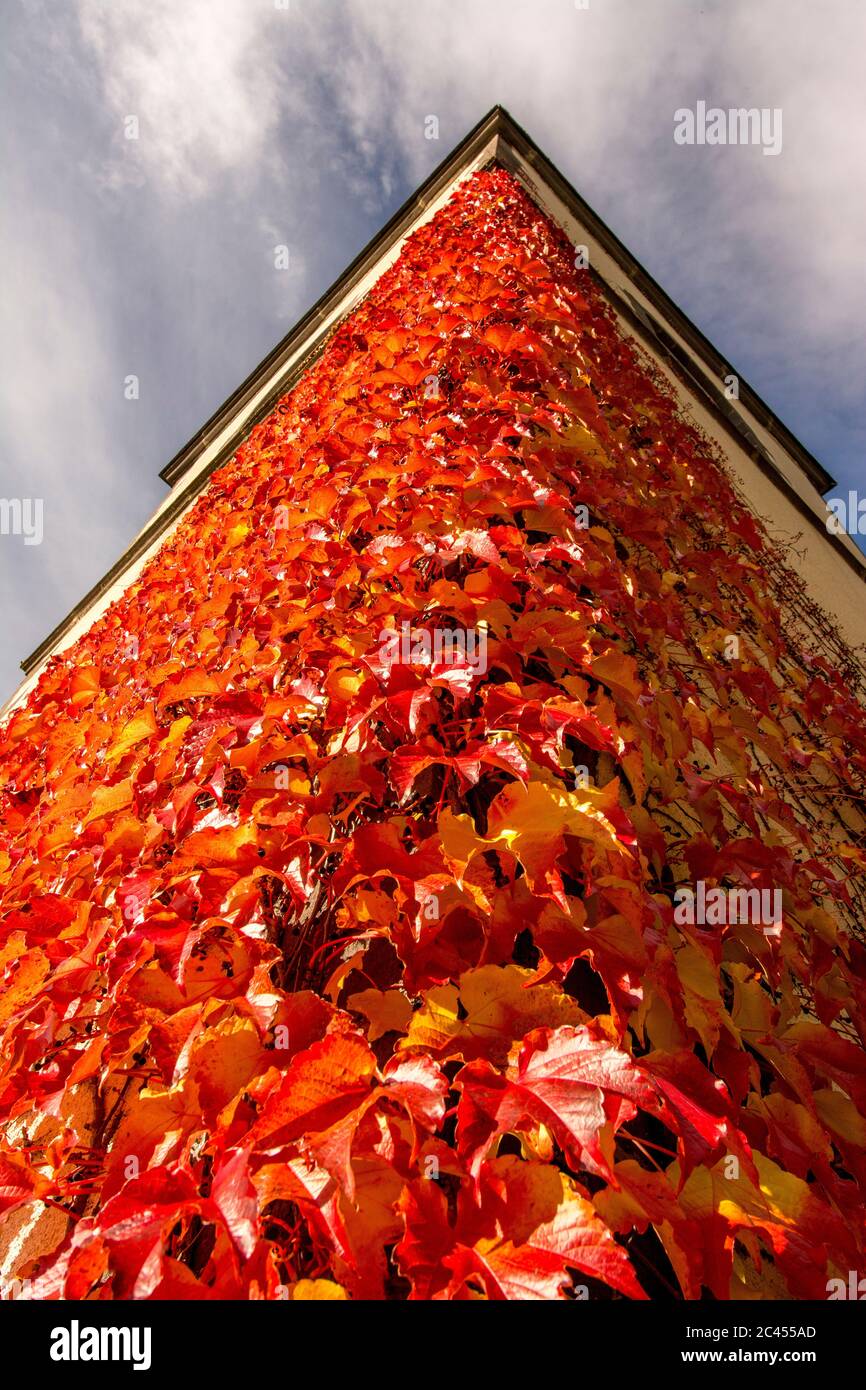 Red ivy on building hi-res stock photography and images - Alamy
