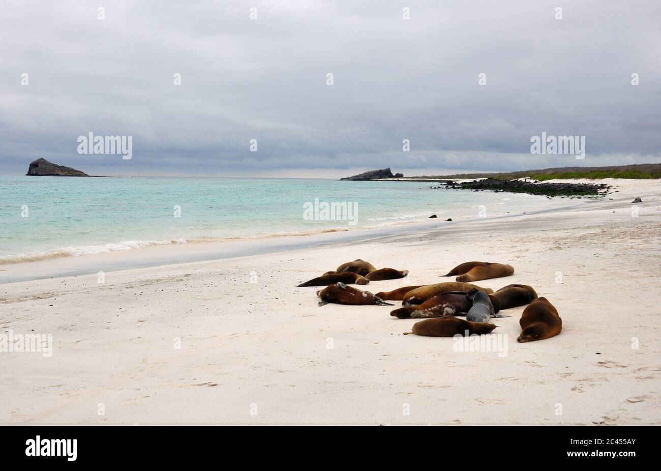 Colony of sea lions lies on the beach, Isla Espanola, Galapagos ...