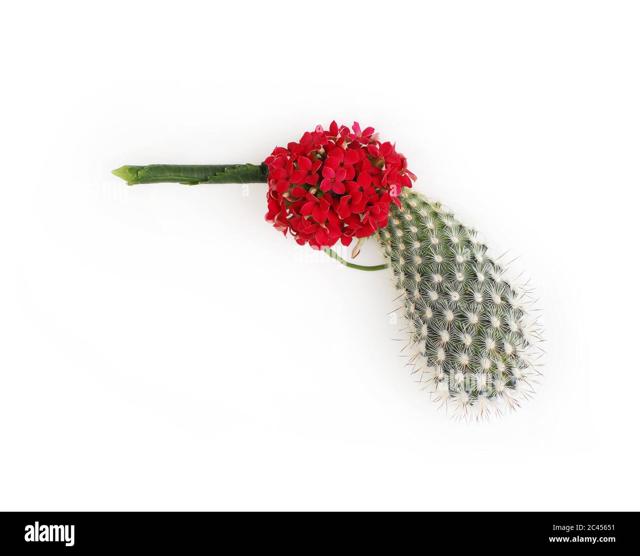 Gun. Flower collage on a white background. Stop violence, peace concept ...